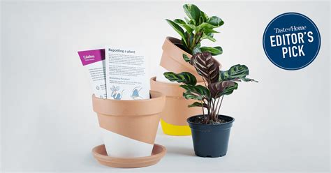 A Horti Plant Subscription Box Means A New Houseplant Each Month