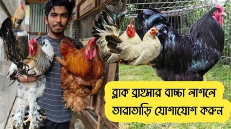 ব্লাক ব্রাহমার বাচ্চা লাগলে তারাতাড়ি যোগাযোগ করুন আমেরিকান ব্রাহমা