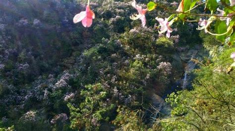張家界人間四月天 怎能錯過雙文漫山遍野的杜鵑花海 每日頭條