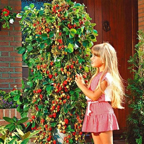 Price €250 Climbing Strawberry Seeds Mount Everest Fragaria X