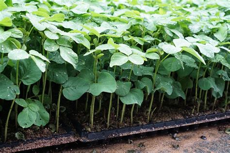 Bean Seedling Farming Free Photo On Pixabay Pixabay