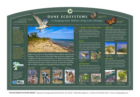 Pdns Coastal Wetland And Dune Habitat Ecosystem Conservation Outdoor