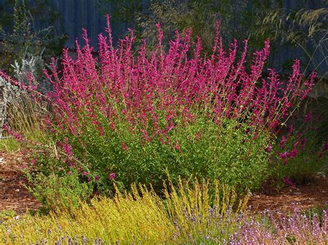 Top Ten Natural Nectar Plants
