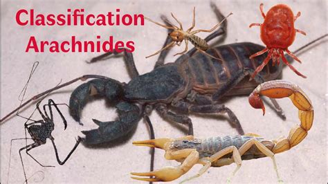 Les Arachnides Hors Araignées 2 Youtube