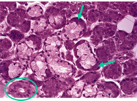 Histology Nbme Review Part Flashcards Quizlet