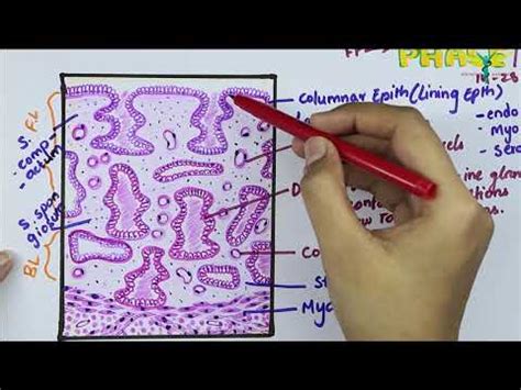 Histology Of Uterus Secretory Phase Or Luteal Phase Youtube