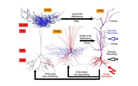 models · netpyne open source package for neuronal networks