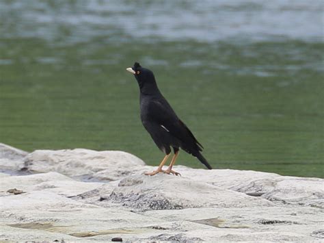 たなっちの鳥らぶ散歩 ハッカチョウ