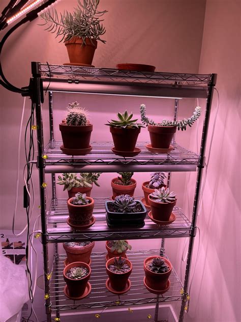 Just Finished Setting Up My Plant Shelf Finally Everyone Has Nice