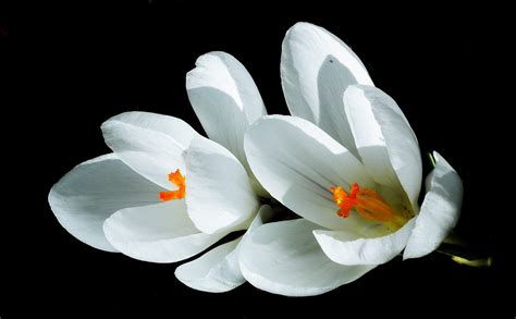 Krokussen Bloemen Witte Gratis Foto Op Pixabay Pixabay