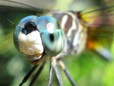 Dragonfly Eyes Dragonfly Eyes Dragonfly Photos Dragonfly