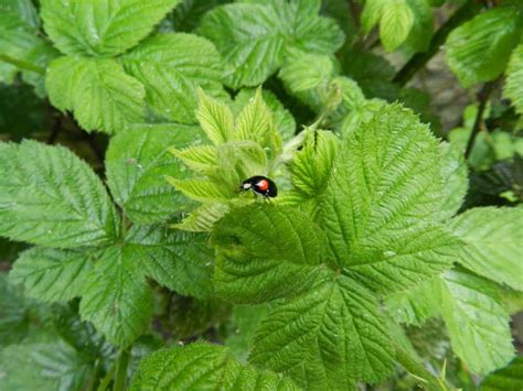 Ladybug Insect Facts Coccinellidae Az Animals
