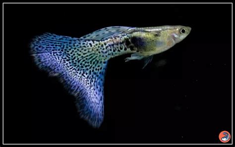 How To Identify Male And Female Guppies Aquariumnexus
