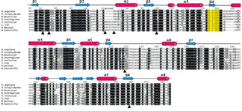 Sequence Alignment Of Mammalian And Filarial Chitinases Generated By