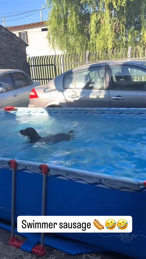 Dachshund Lifestyle Swimmer Sausage 🌭🤣 Credited By Camilaromer02