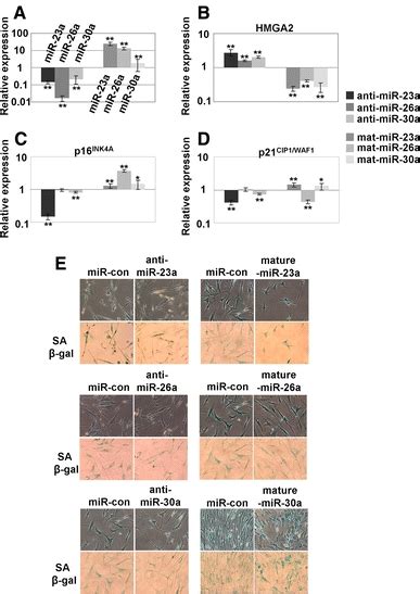 Mir 23a Mir 26a And Mir 30a Mirna Inhibition Or Overexpression