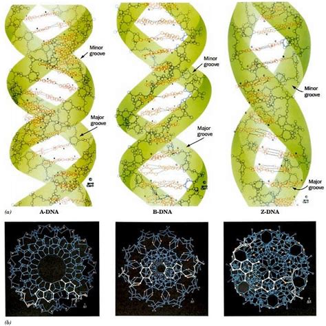 Structures Of A B And Z Dnas A Biochemistry Facebook