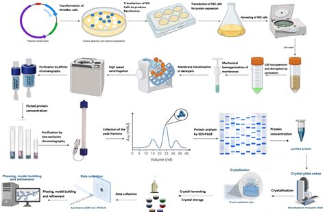 Molecular Dimensions