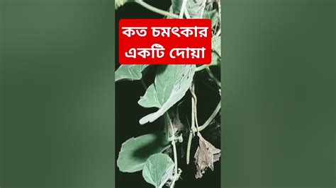 কত চমৎকার একটি দোয়া Islamicstatus Viralvideo Youtubeshorts Quran Islamicvideo করআন Youtube