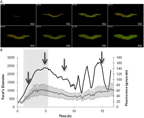 Expression Of Suna As Determined By Time Lapse Fluorescence Microscopy