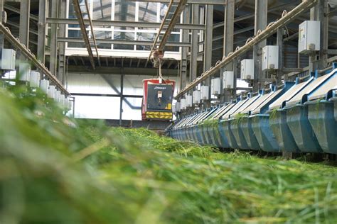 Video Dairy Feed Efficiency From Low Protein Diets To Youngstock