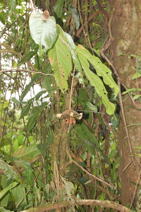 Plantsnap – Identify Plants, Trees, Mushrooms With An App