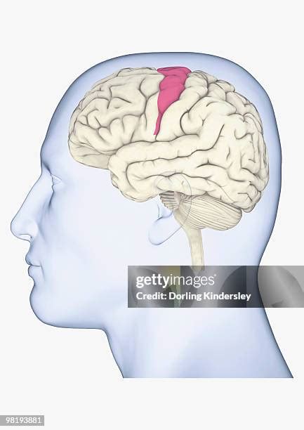 Somatosensory Cortex Stock Fotos Und Bilder Getty Images