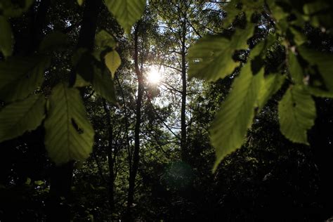 Free Images Tree Nature Forest Branch Light Sunlight Leaf
