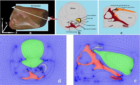 Color Online A The Reconstructed Head Of The Pygmy Sperm Whale In