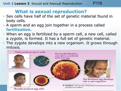 Sexual And Asexual Reproductionppt