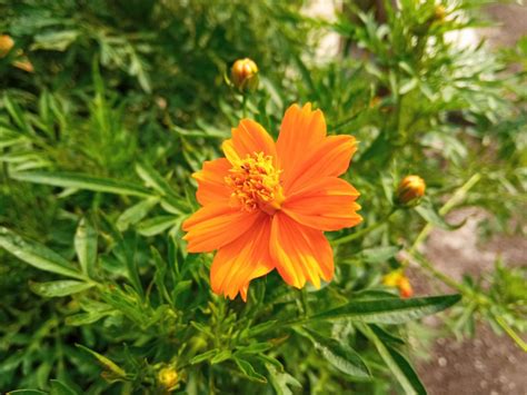 Review Xiaomi Redmi Tampil Menarik Dan Performa Bertenaga