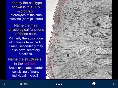 Histology Gastrointestinal Tract For Ios Iphone Ipad Latest Version