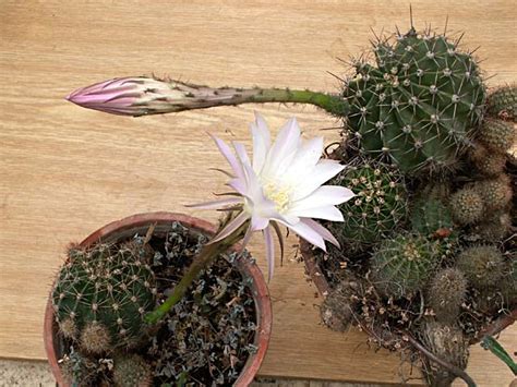 Цветение суккулентов - Все о комнатных растениях на flowersweb.info
