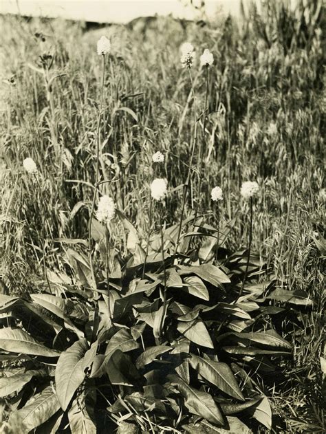 Polygonum Bistortoides Flora Of Idaho And Washington