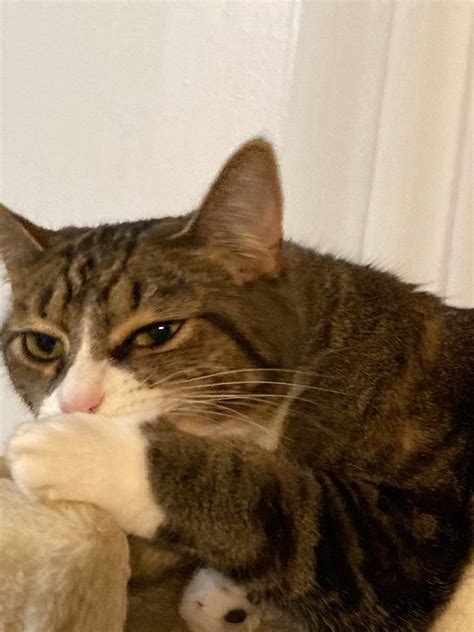 caught her plotting something r catconspiracy