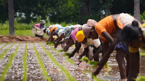 Limportance De Lautonomisation Des Femmes En Agriculture Willagri Comprendre Les Enjeux De