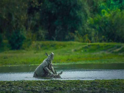 Assam Kaziranga National Park And Tiger Reserve All Set To Reopen For