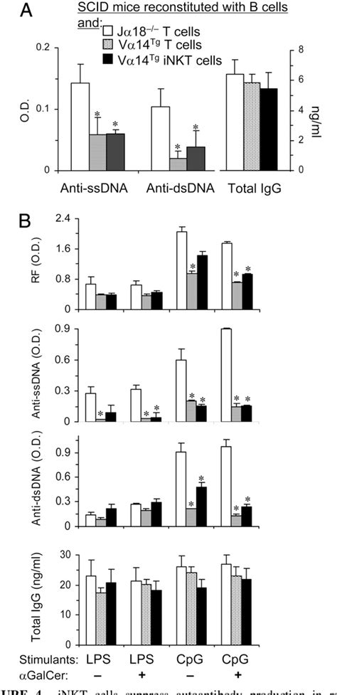 Figure 4 From Invariant Nkt Cells Inhibit Autoreactive B Cells In A