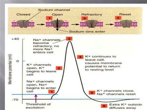 Resting Membrane Potential By Dr Irum