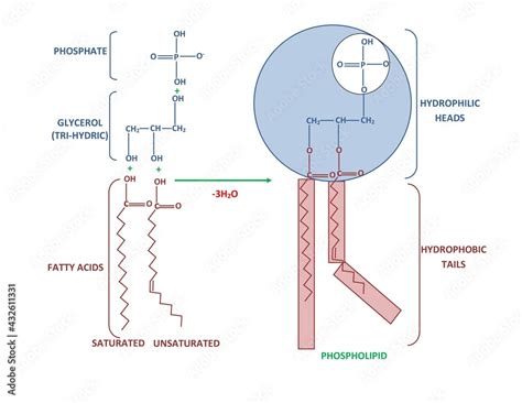 Phospholipid Diagram Vrogue Co