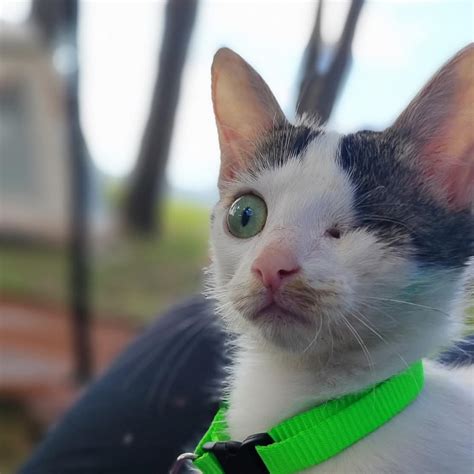 მთავარი 🔴 წულუკიანის კალენდარი ხვალ სავარაუდოდ ზურაბ გირჩი ჯაფარიძეს დააკავებენ გასულ