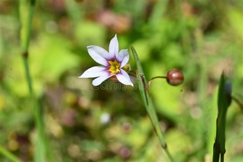 Annual Blue Eyed Grass Sisyrinchium Rosulatum Flowers Iridaceae