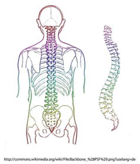 Can You Dislocate A Rib Hubpages