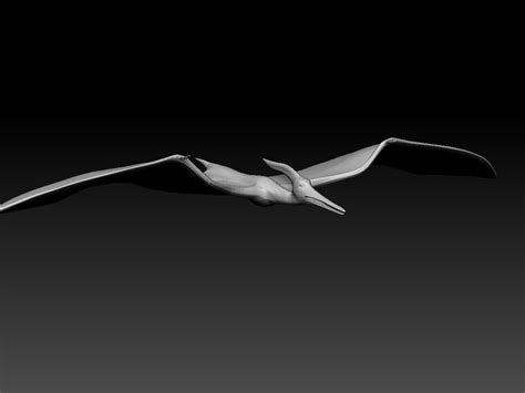 Stl File Pterodactylus PterodÁctilo 🐉・3d Printing Idea To Download・cults