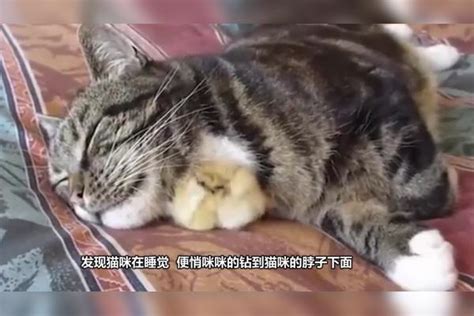 鸭宝宝失去妈妈，被猫咪收养，两个月后画风突变猫咪画风妈妈