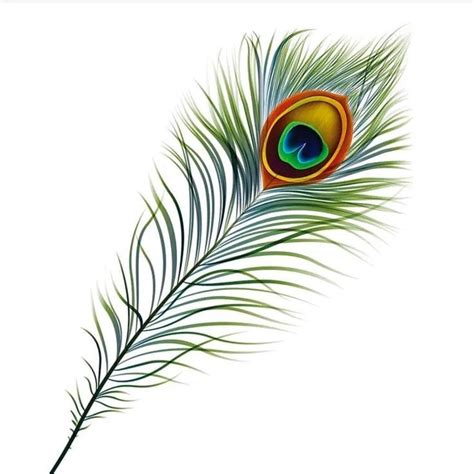 Peacock Feather Pattern Vector Art Png Peacock Feather Vector Peacock