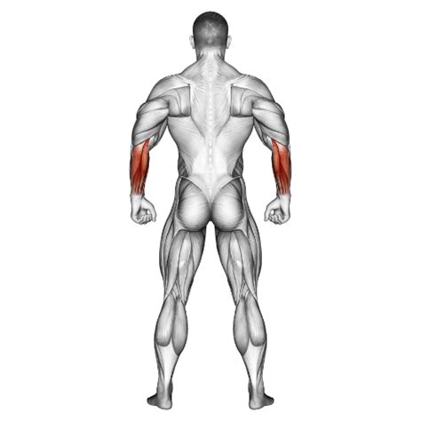 How To Master The Bayesian Curl For Optimal Results 2025