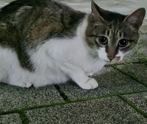 브런치북 명품가방보다 고양이