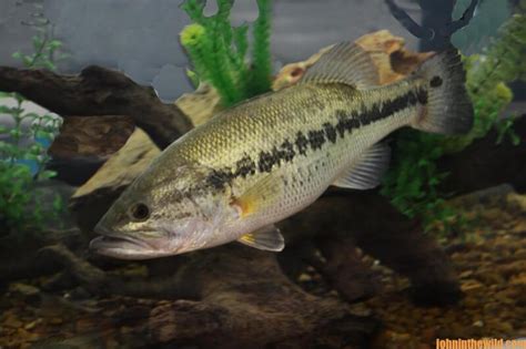 How To Catch Crappie And Bass Year Round Day Learning Bass Patterns With Phillip Criss John