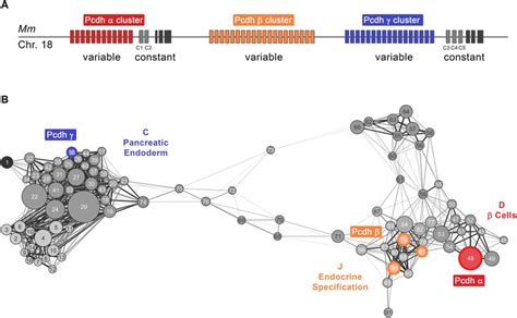Distribution Of Clustered Protocadherins In β Cell Development Gcn A